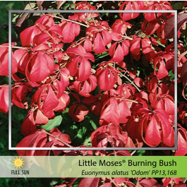 Little Moses Euonymus
