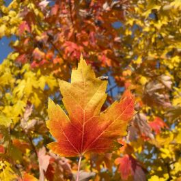 Native Red Maple