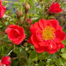 Oso Easy Mango Salsa Shrub Rose