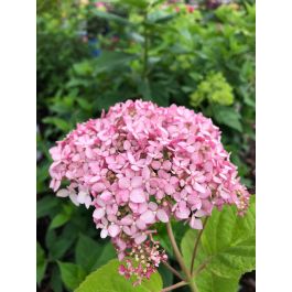 Pinkerella Hydrangea