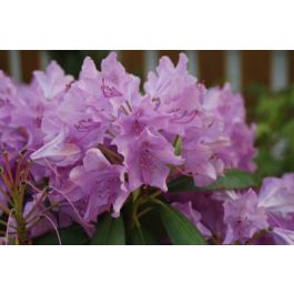 Roseum Pink Rhododendron