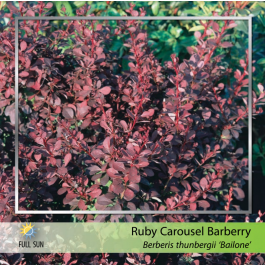 Ruby Carousel Barberry