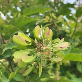 Ruby Slippers Amur Maple