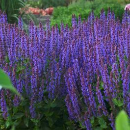 Sage 'Violet Riot' 1G