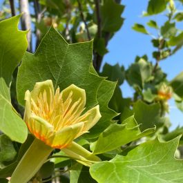 Columnar Tulip Tree