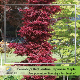 Twombly's Red Sentinel Japanes