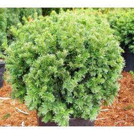 Ward's Yew