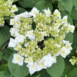 Dancing Snow Hydrangea