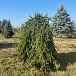 Weeping Norway Spruce